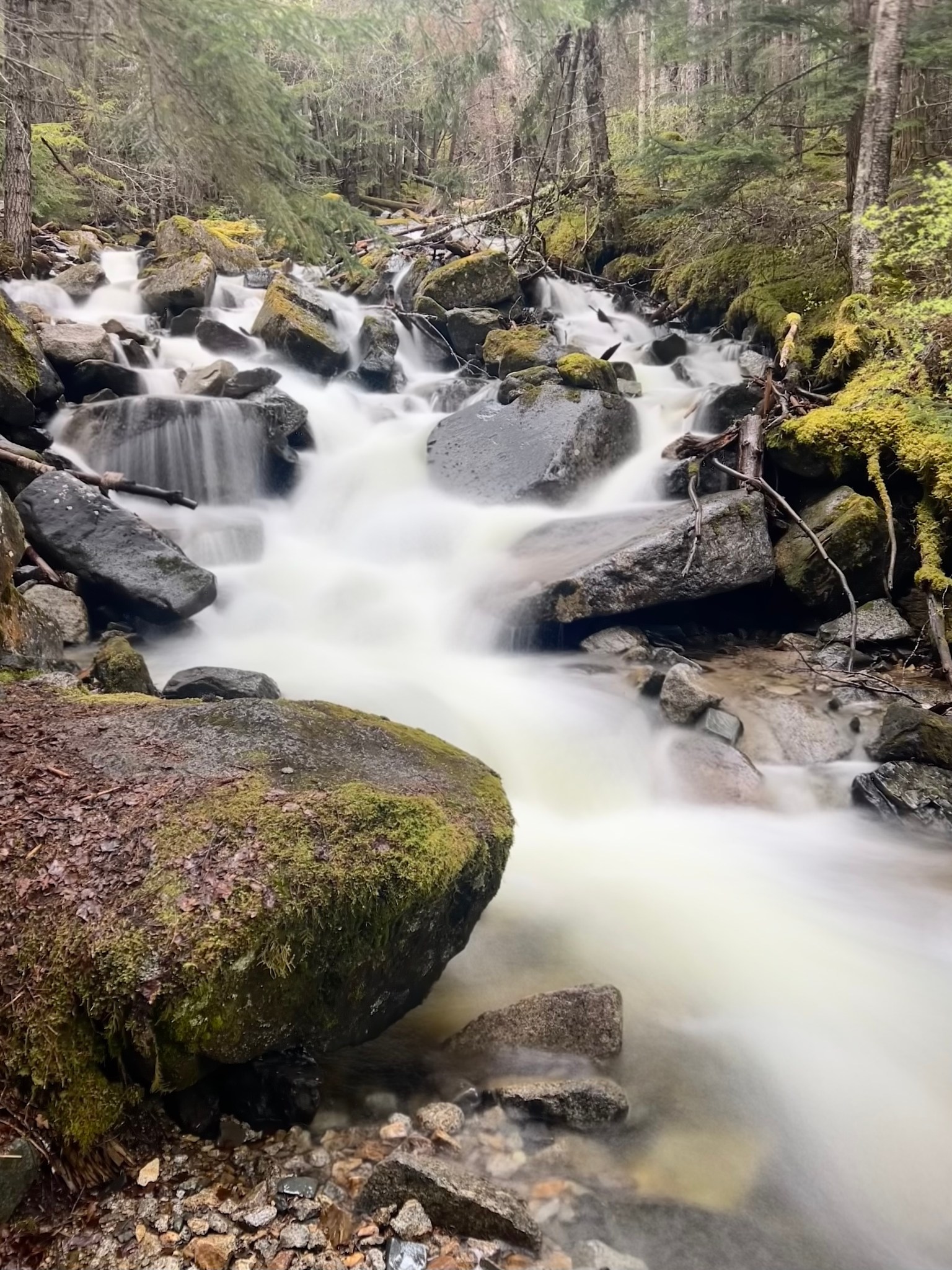 The muskegs of Southeast Alaska – Bert van Mackelenbergh