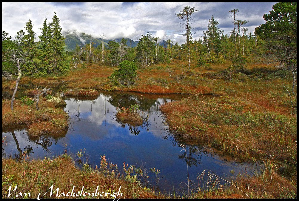 The muskegs of Southeast Alaska – Bert van Mackelenbergh